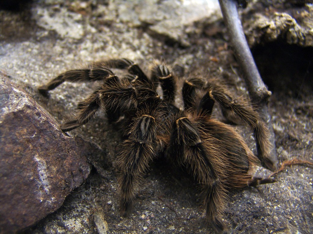Vogelspinne – Das Wunder der Natur - Jinzo X