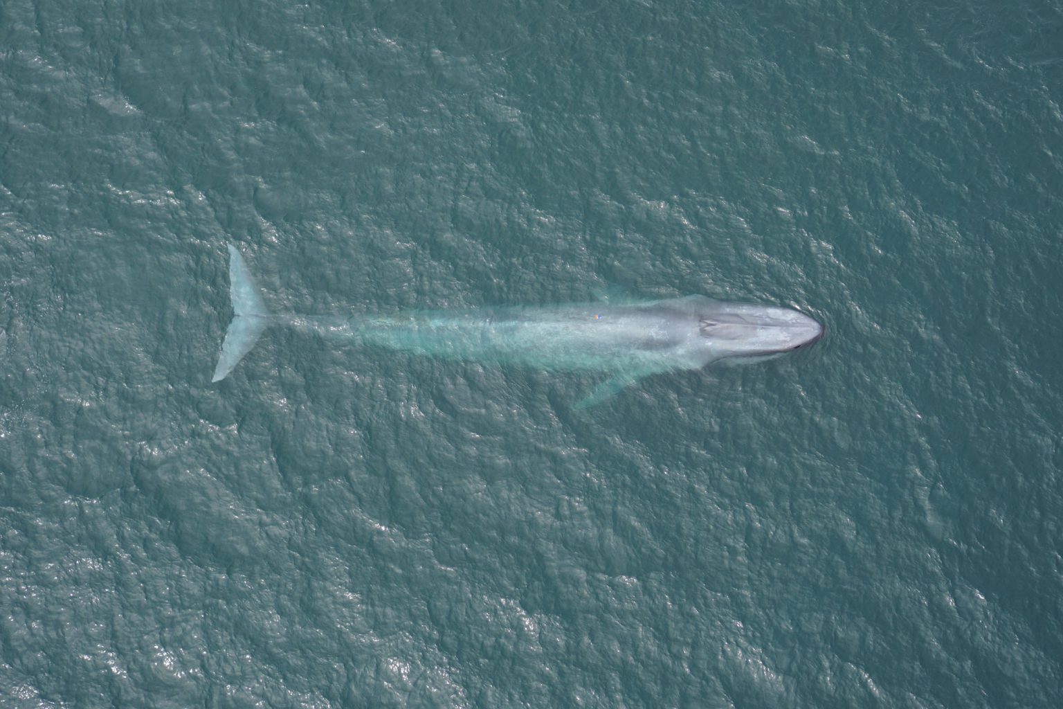 Blauwal – Das größte Tier der Welt - Jinzo X