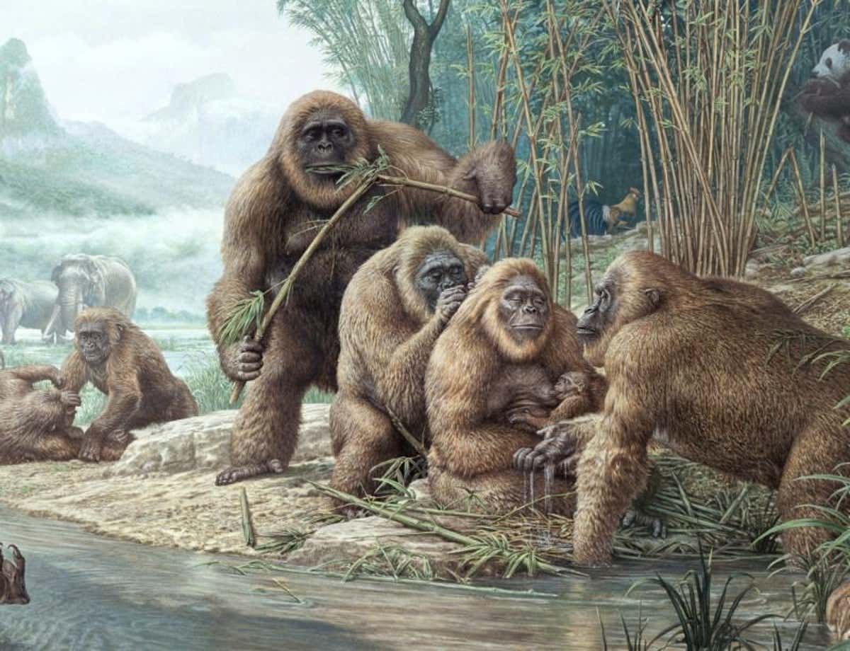 Gigantopithecus – Der größte Affe aller Zeiten - Jinzo X