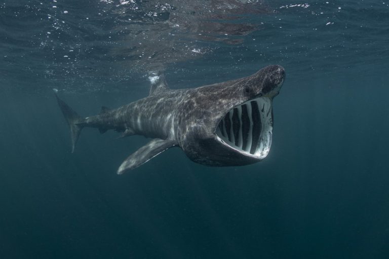 Riesenhai - Der gigantische Hai im Meer - Jinzo X