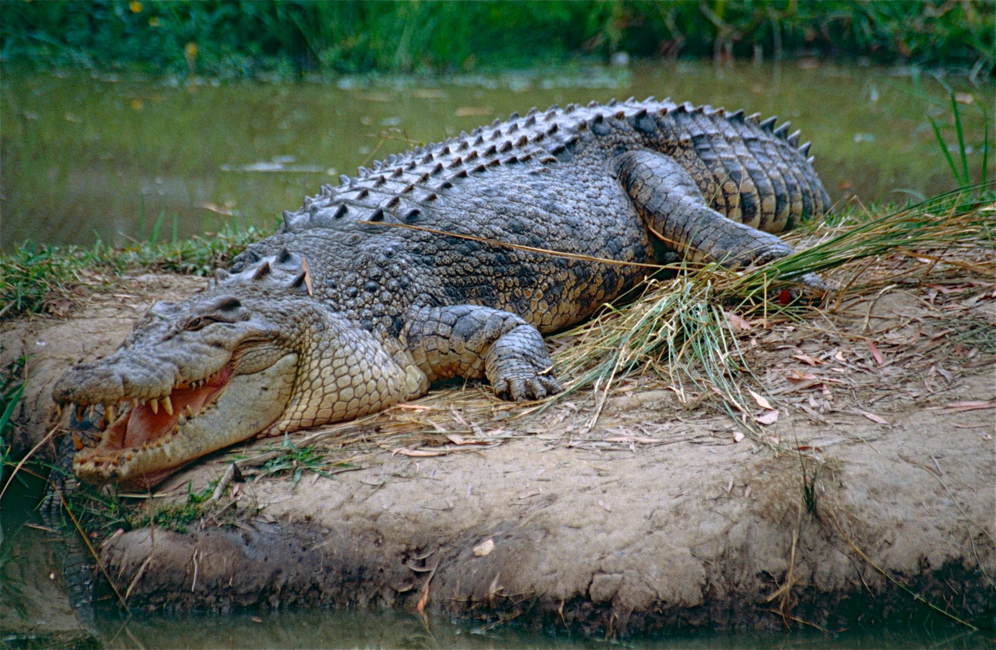 Salzwasserkrokodil - Das größte Reptil der Welt - Jinzo X