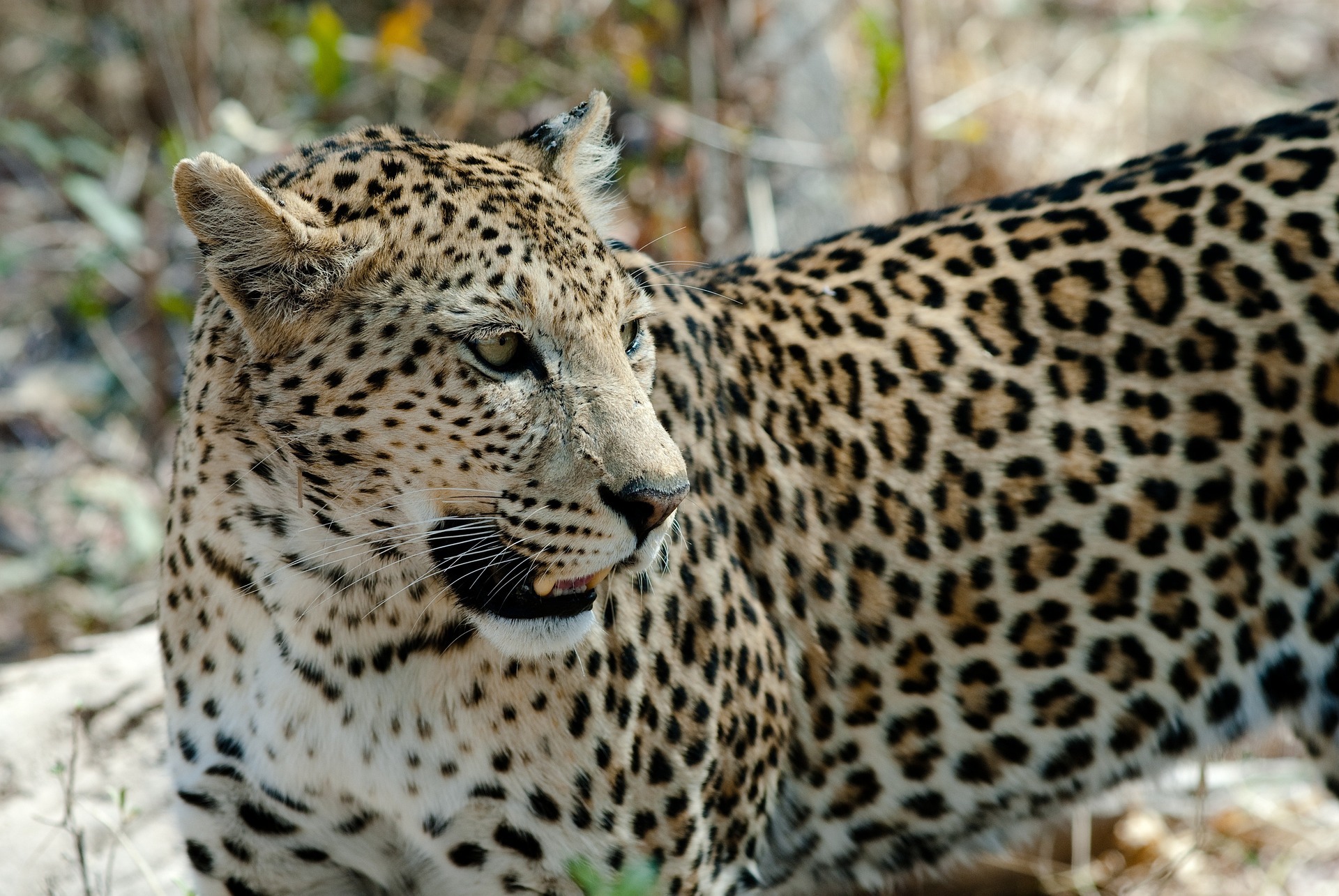 Leopard – Die gefährliche Raubkatze - Jinzo X